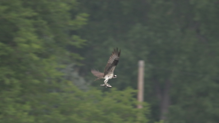 osprey fish hawk bird flying carrying Stock Footage Video (100% Royalty ...