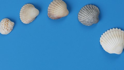 Sea Shell Objects Set Stock Vector (Royalty Free) 261211691 | Shutterstock