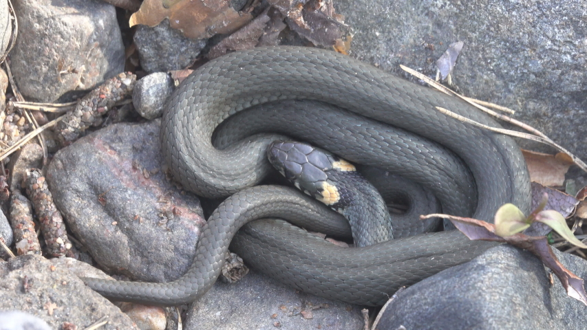 common grass-snake natrix east baltic sea Stock Footage Video (100% ...
