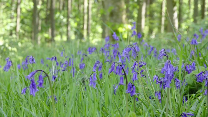 beautiful spring wildflowers blowing wind woods Stock Footage Video ...