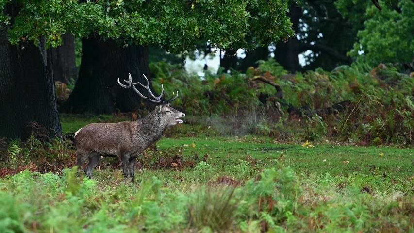 Fighting Deer Stock Video Footage - 4K and HD Video Clips | Shutterstock