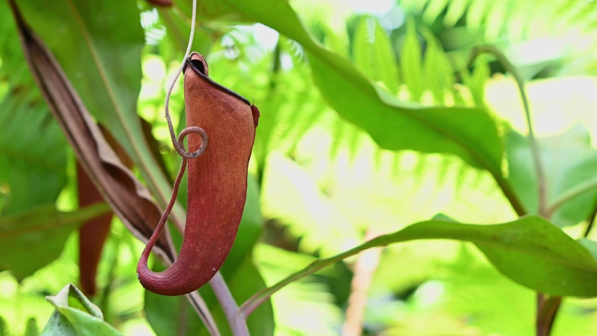 Pitcher Plant image - Free stock photo - Public Domain photo - CC0 Images