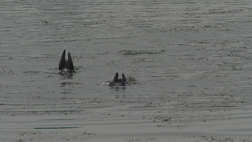 Fishing crest Stock Video Footage - 4K and HD Video Clips | Shutterstock