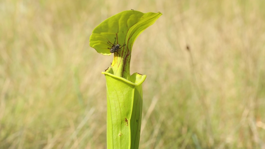 Pitcher plant closeup image - Free stock photo - Public Domain photo ...