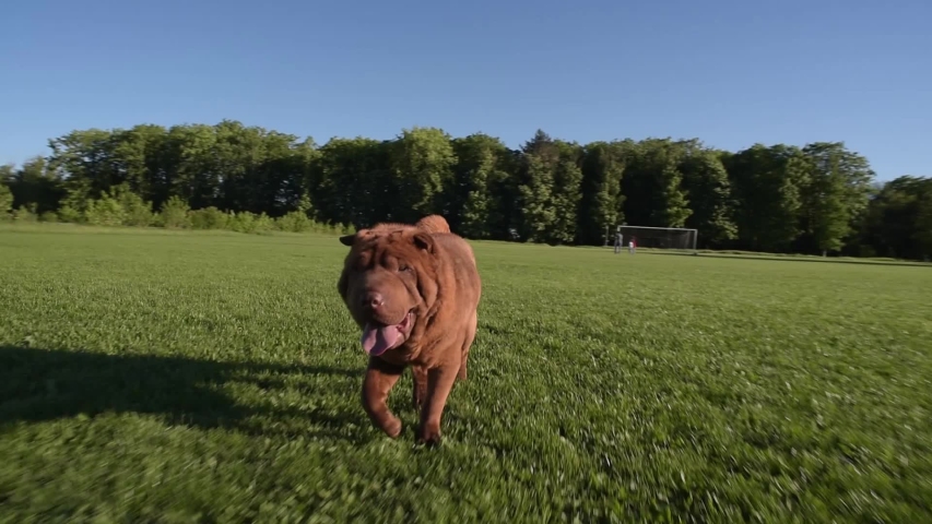 Dog running across the field image - Free stock photo - Public Domain photo - CC0 Images