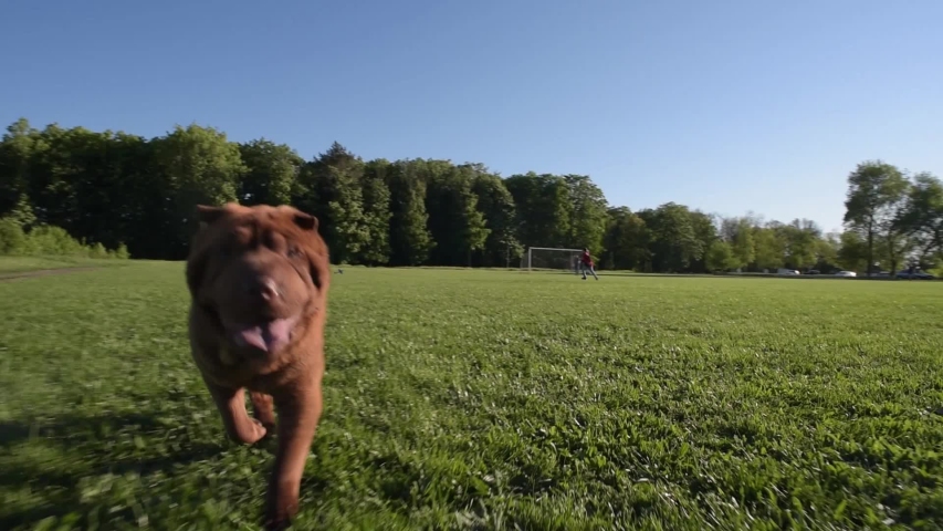 Dog running across the field image - Free stock photo - Public Domain photo - CC0 Images