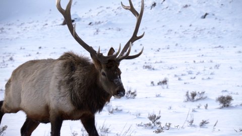 Male Red Deer Cervus Elaphus Stag Stock Photo 1621942753 | Shutterstock