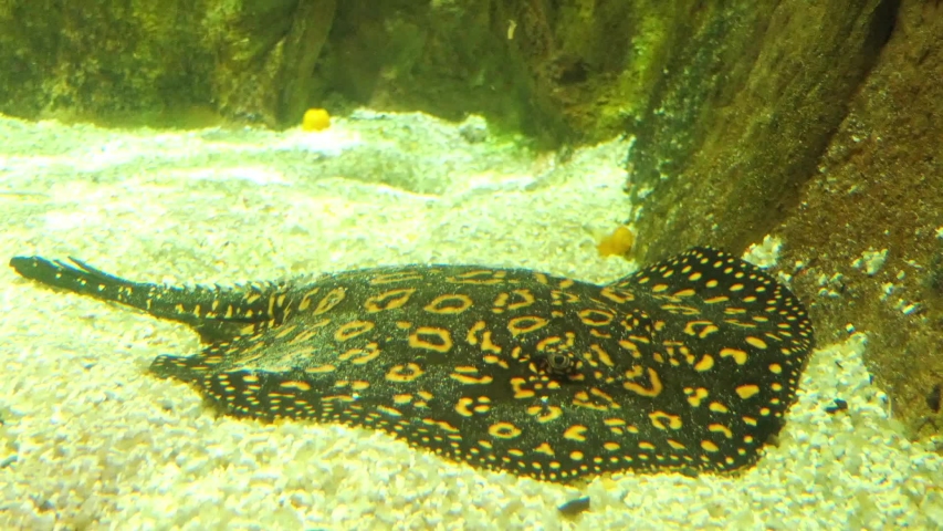 Potamotrygon Tigrina Known Tiger River Stingray: วิดีโอสต็อก (ปลอดค่า ...