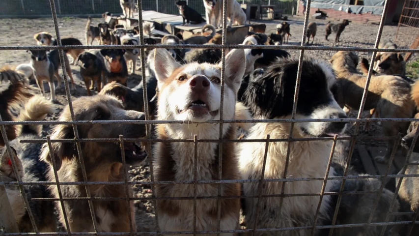 homeless unwanted dogs barking animal shelter Stock Footage Video (100% ...