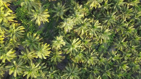 Aerial View Coconut Farm Green Coconut Stock Footage Video (100% ...