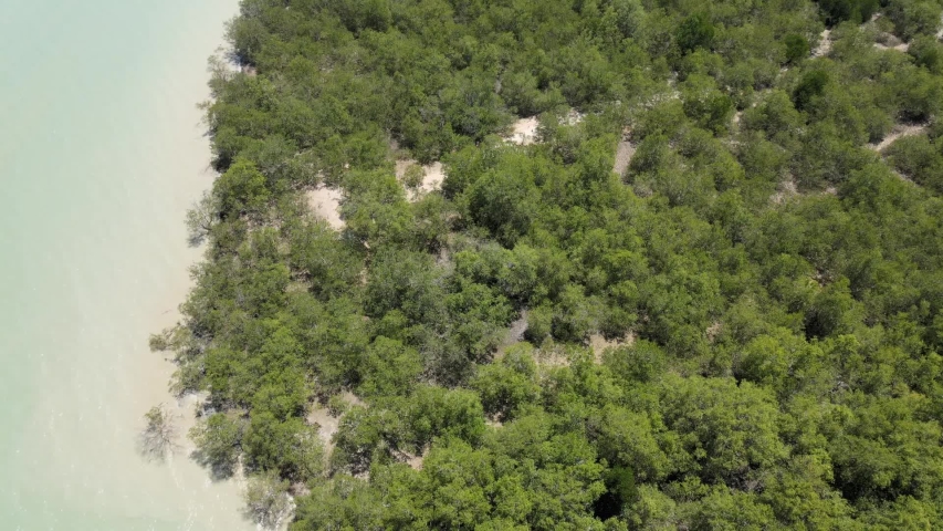 Mangrove Roots image - Free stock photo - Public Domain photo - CC0 Images
