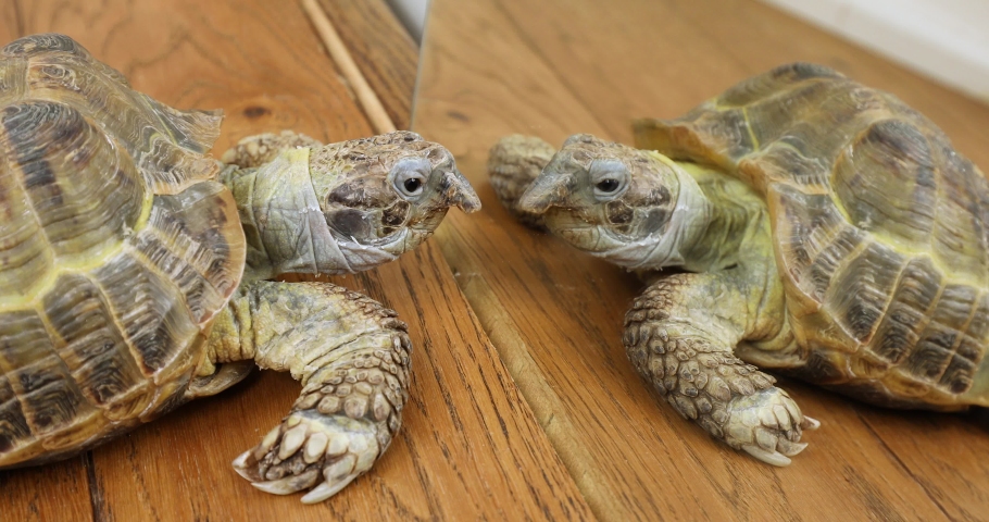 Desert Turtle image - Free stock photo - Public Domain photo - CC0 Images