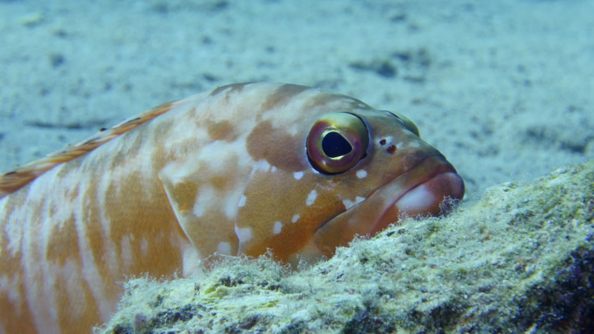 Red Grouper image - Free stock photo - Public Domain photo - CC0 Images