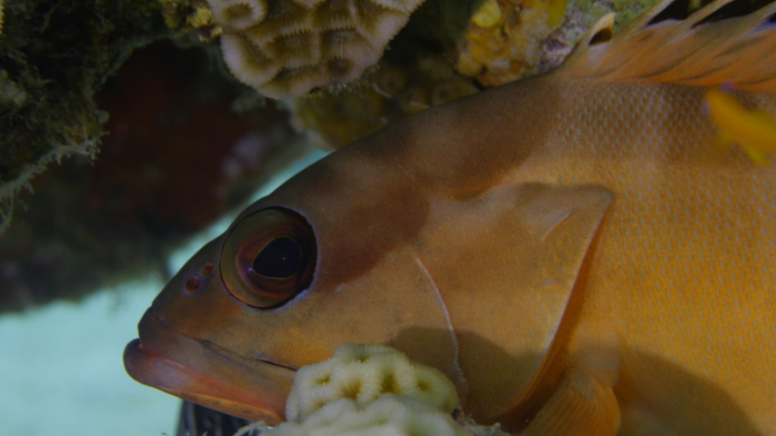 Red Grouper image - Free stock photo - Public Domain photo - CC0 Images