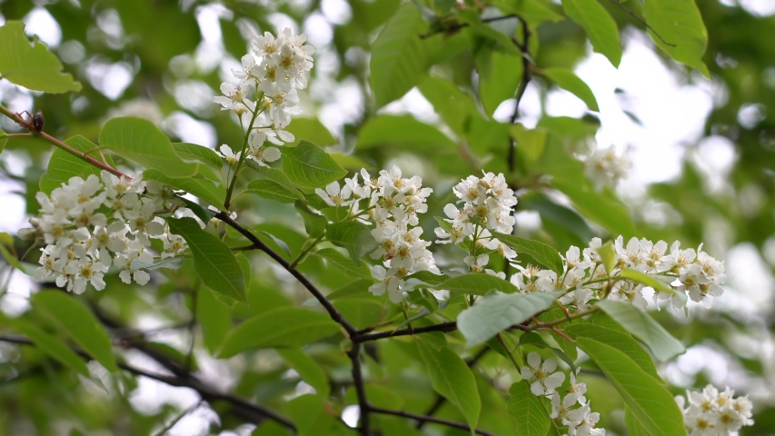flowering bird cherry tree common prunus Stock Footage Video (100% ...