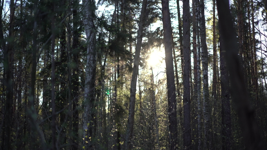 4k landscape beautiful light between trees Stock Footage Video (100% ...