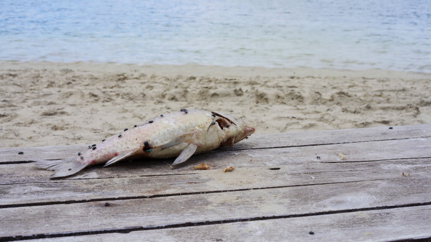 Dead Fish Lies Shore Pier Stock Footage Video (100% Royalty-free ...