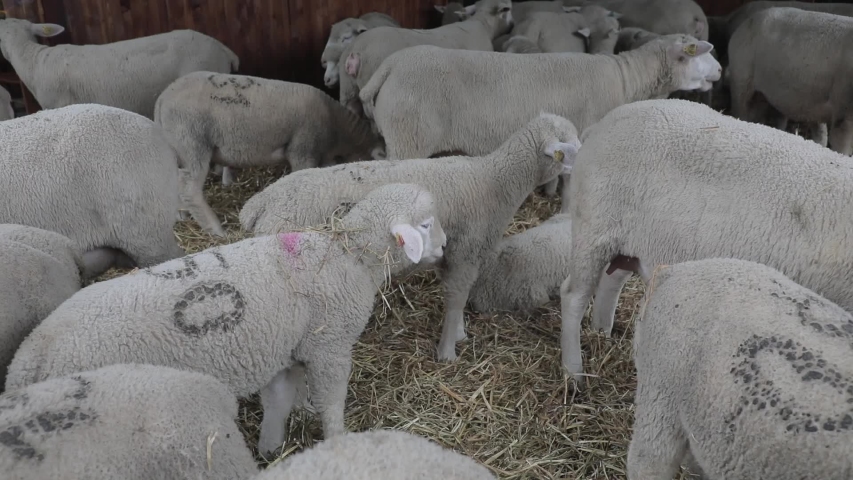 Sheep Standing in Cote at Stock Footage Video (100% Royalty-free ...