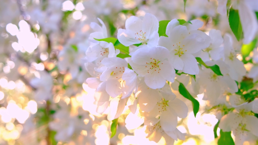 Sunlight shining through the trees and flowers image - Free stock photo ...