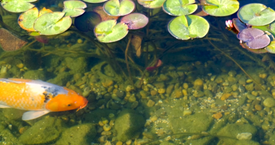 Colored Koi fish in Pond image - Free stock photo - Public Domain photo ...