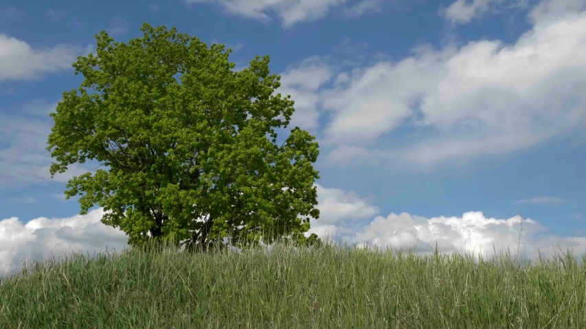 Large Hill landscape with trees image - Free stock photo - Public ...