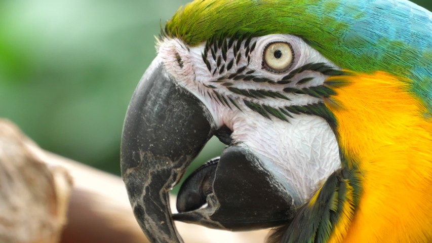 macro beautiful macaw parrot bird eye Stock Footage Video (100% Royalty ...