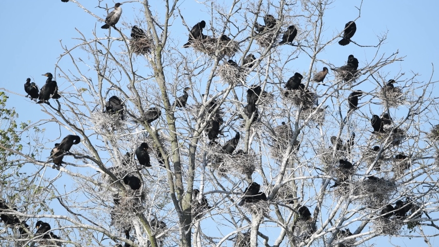 double-crested cormorant rookery tree Stock Footage Video (100% Royalty ...