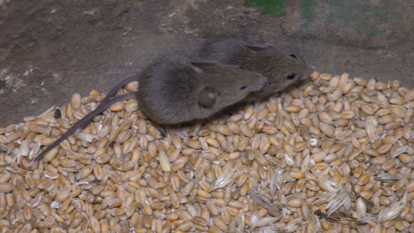 two micemice eat grain storage on Stock Footage Video (100% Royalty ...