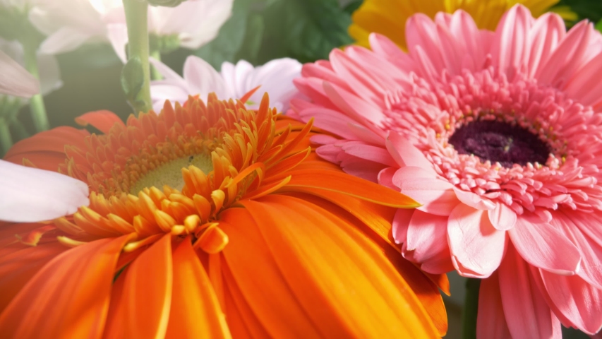 Violet Gerbera Daisy Stock Video Footage - 4K and HD Video Clips ...