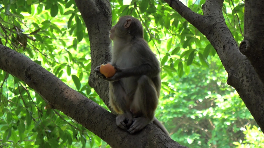 monkey eating apple sitting on tree Stock Footage Video (100% Royalty ...