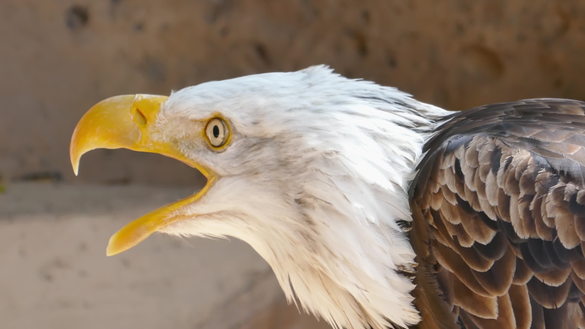 Screaming Eagles Stock Video Footage - 4K and HD Video Clips | Shutterstock