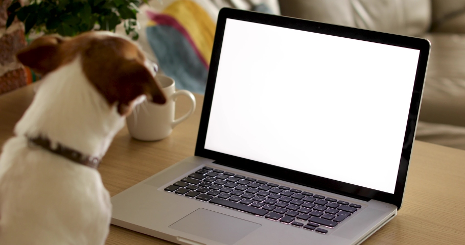 Pet Mockup Stock Video Footage - 4K and HD Video Clips | Shutterstock