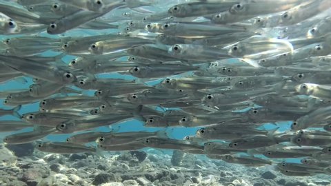 Closeup Od Massive School Small Fish Stock Footage Video (100% Royalty ...