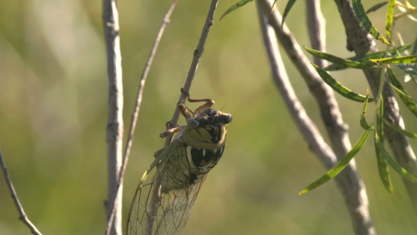 bush cicada adult lone walking moving Stock Footage Video (100% Royalty ...
