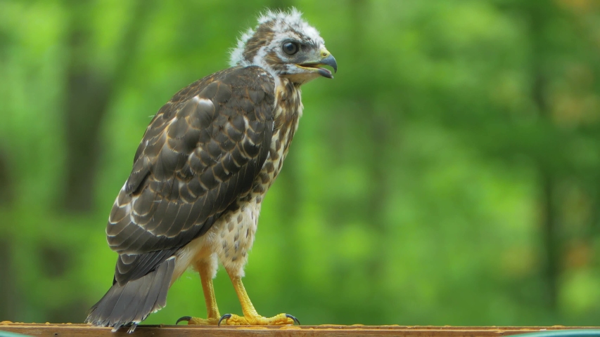 Grey Hawk closeup image - Free stock photo - Public Domain photo - CC0 ...