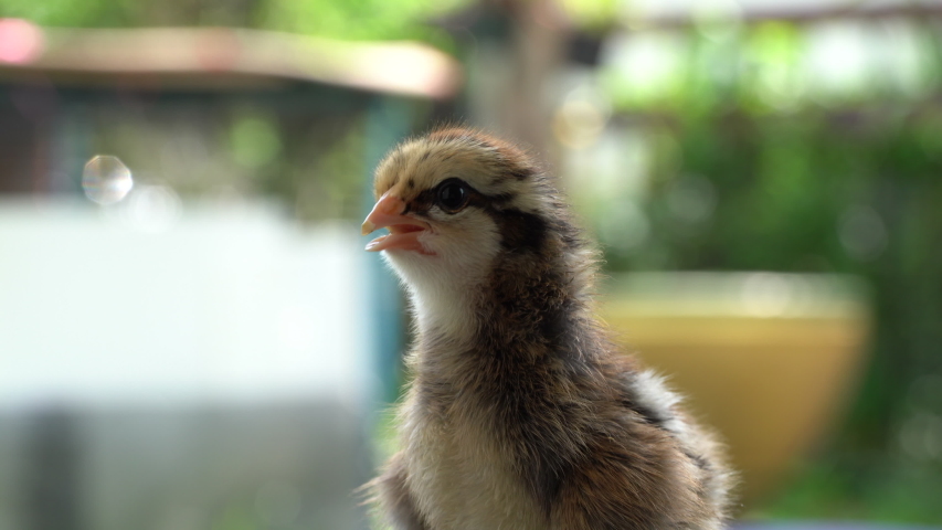 Close up of a chicken head image - Free stock photo - Public Domain ...