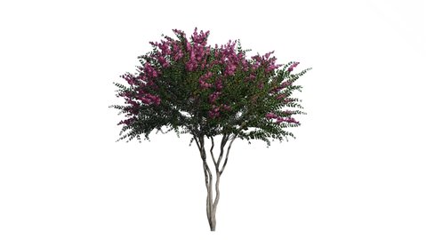 Isolated Crape Myrtle Tree On Windwhite Stock Footage Video (100% ...