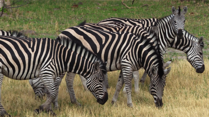 2,031 Striped horses Stock Video Footage - 4K and HD Video Clips ...