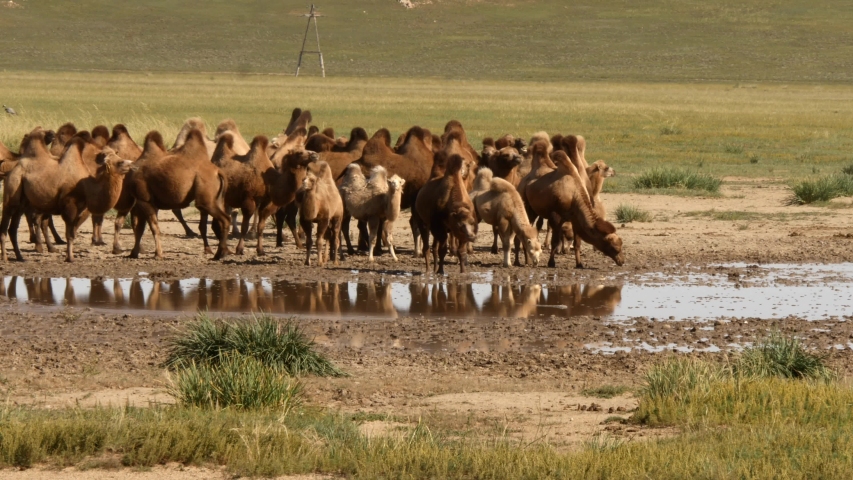 Camel Drinking Water Stock Video Footage - 4K and HD Video Clips ...