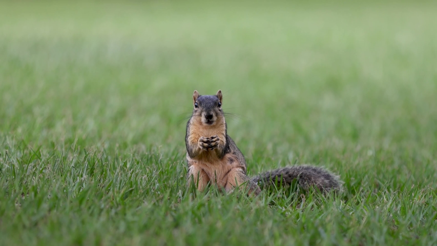 Ground squirrel eating nut image - Free stock photo - Public Domain ...