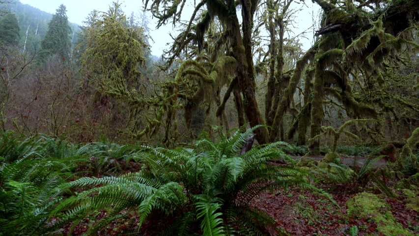 pan shot ferns mosses hall hoh Stock Footage Video (100% Royalty-free ... pan shot ferns mosses hall hoh Stock Footage Video (100% Royalty-free ...