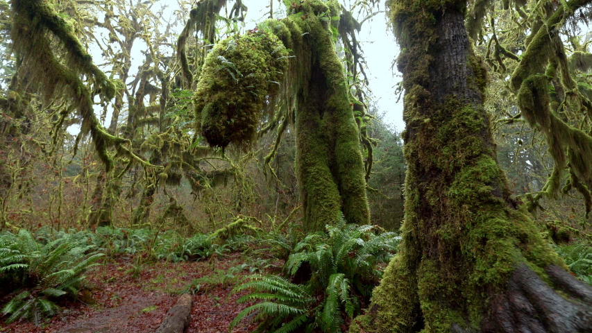 pan shot ferns mosses hall hoh Stock Footage Video (100% Royalty-free ... pan shot ferns mosses hall hoh Stock Footage Video (100% Royalty-free ...