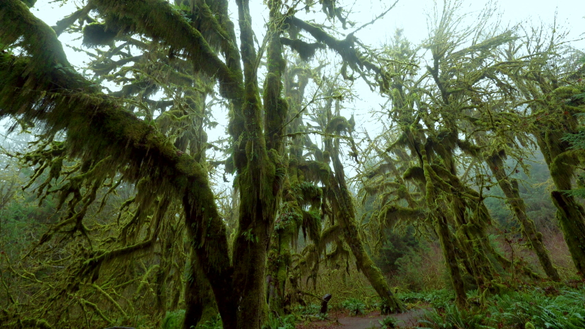 pan shot ferns mosses hall hoh Stock Footage Video (100% Royalty-free ... pan shot ferns mosses hall hoh Stock Footage Video (100% Royalty-free ...