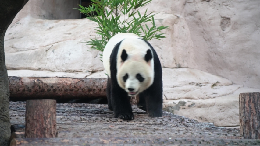 Climbing Panda Stock Video Footage - 4K and HD Video Clips | Shutterstock