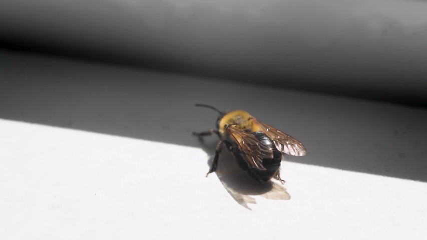 Back of Bee detail image - Free stock photo - Public Domain photo - CC0 ...