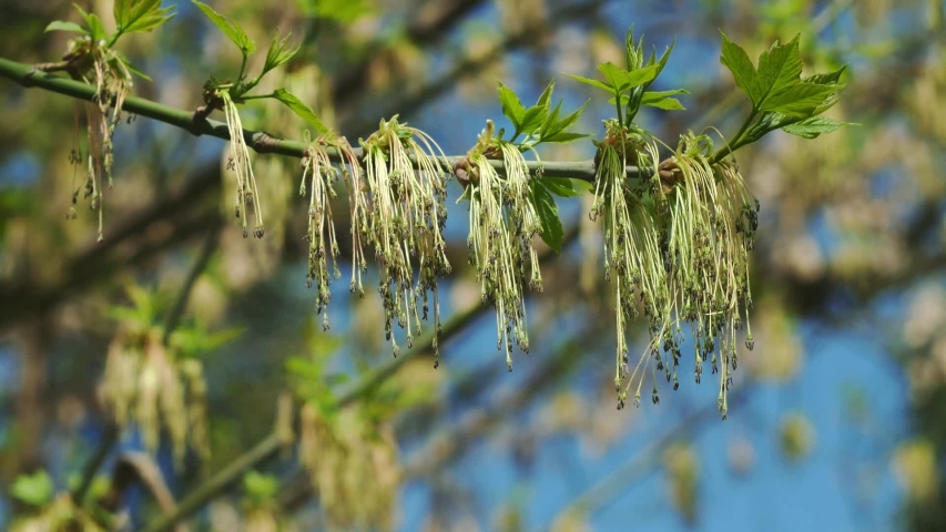 flowering april ash-leaved maple acer negundo Stock Footage Video (100% ...