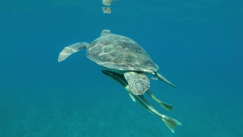 Turtle Shell Stock Video Footage - 4K and HD Video Clips | Shutterstock