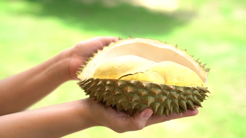 Durian Yellow Stock Video Footage - 4K and HD Video Clips | Shutterstock