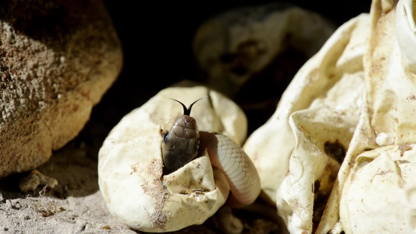 Hatching Snakes Stock Video Footage - 4K and HD Video Clips | Shutterstock