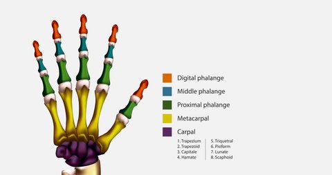 Phalanges Numbering